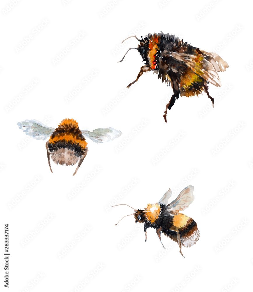 Three black bumblebees with yellow stripes. Upper with folded wings ...