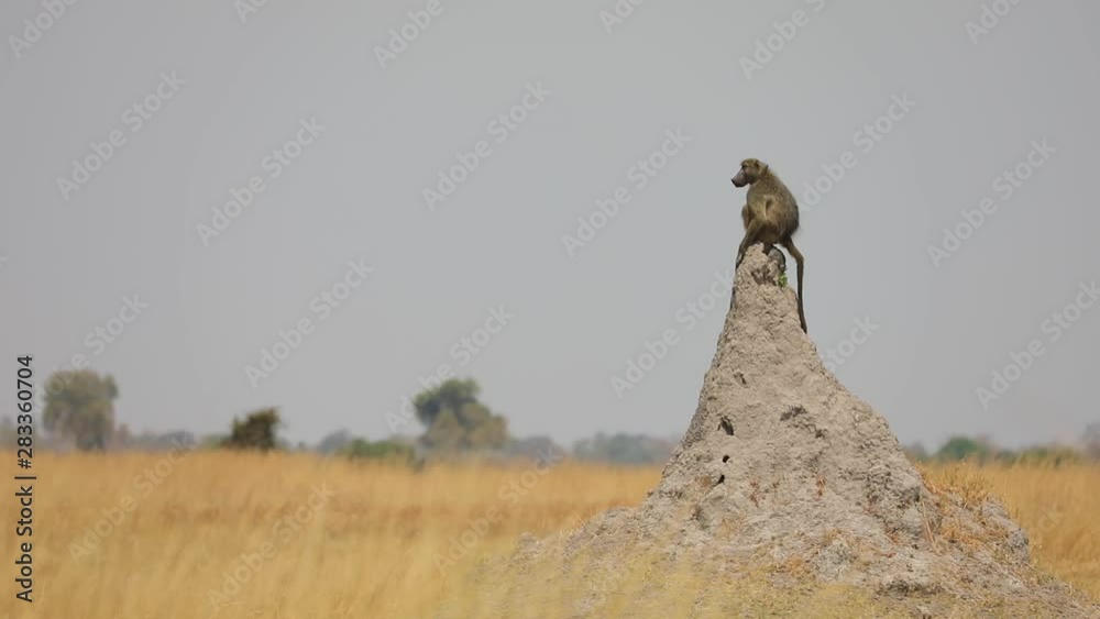 Male Baboon sitting on a termite hill as a lookout for predators in ...
