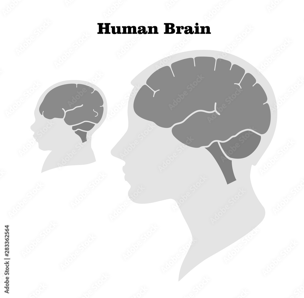 Comparison of the size and characteristics of the brain and head of an ...