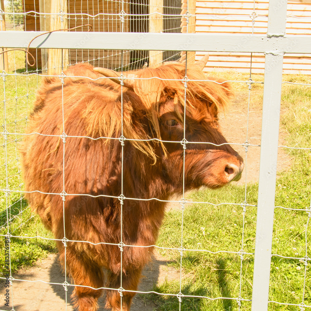 Scottish cow, zoo, agriculture, milk, red cow, domestic animals ...