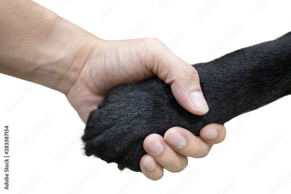 Isolated handshake between a man hand with black labrador dog hand ...