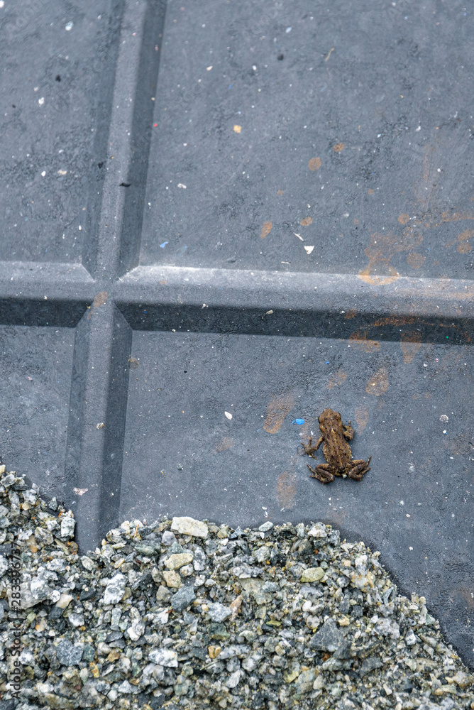 Tiny young Western Toad on a protective culvert on Lost Lake beach, to ...