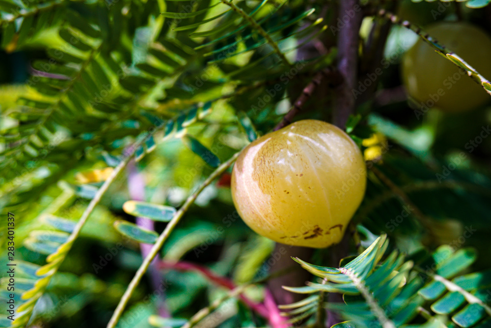 Phyllanthus emblica, also known as emblic, emblic myrobalan, myrobalan ...
