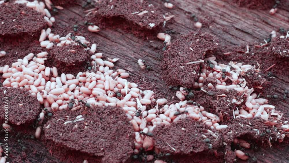 Vidéo Stock Ants save their colony from death. Parents care for ...