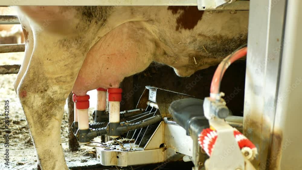 Robotic cow milking machine unique intelligent robotic arm detail laser guided teat attachment ...
