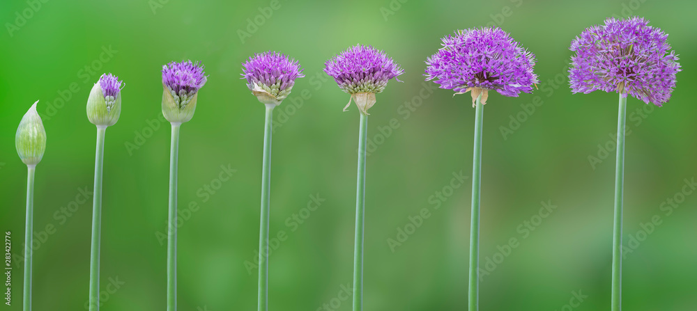 Progression of allium flowers from bud to maturity Stock Photo | Adobe ...