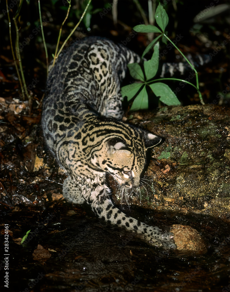 Ocelot (Leopardus pardalis) playing with floating object in Guatemalan ...
