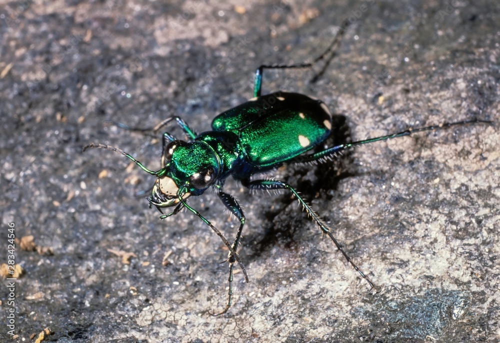 Six-spotted green tiger beetle (Cicindela sexguttata). One of the most ...