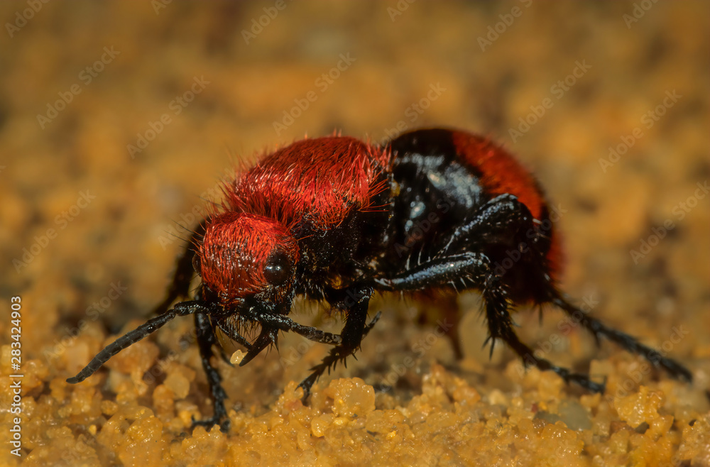 Female cow-killer velvet "ant" (Dasymutilla occidentalis) on the prowl ...