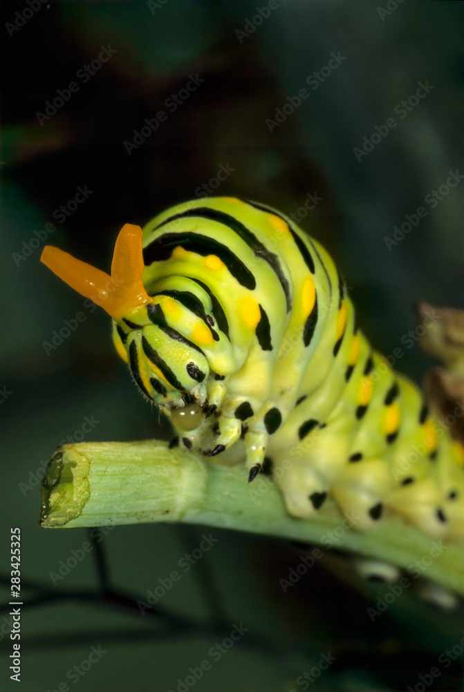Eastern black swallowtail caterpillar (Papilo polyxenes) in defensive posture with "horns ...