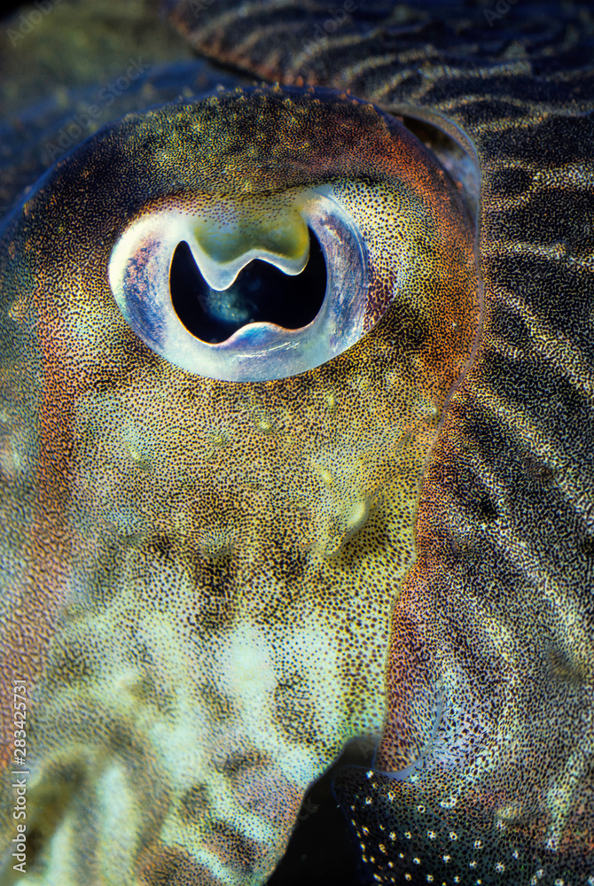 Close-up of eye of common cuttlefish (captive); Sepia officinalis ...