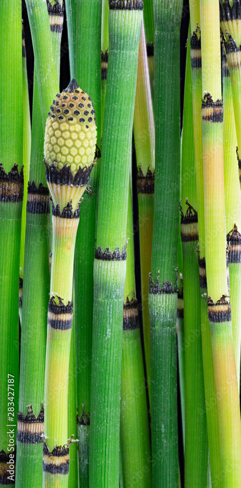 Shoots of horsetail (Equisetum hyemale) showing various stages of ...