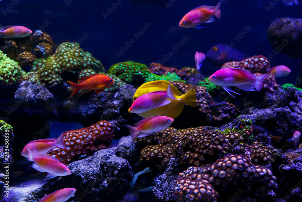 Underwater colorful fishes and marine life. Beautiful sea fishes ...