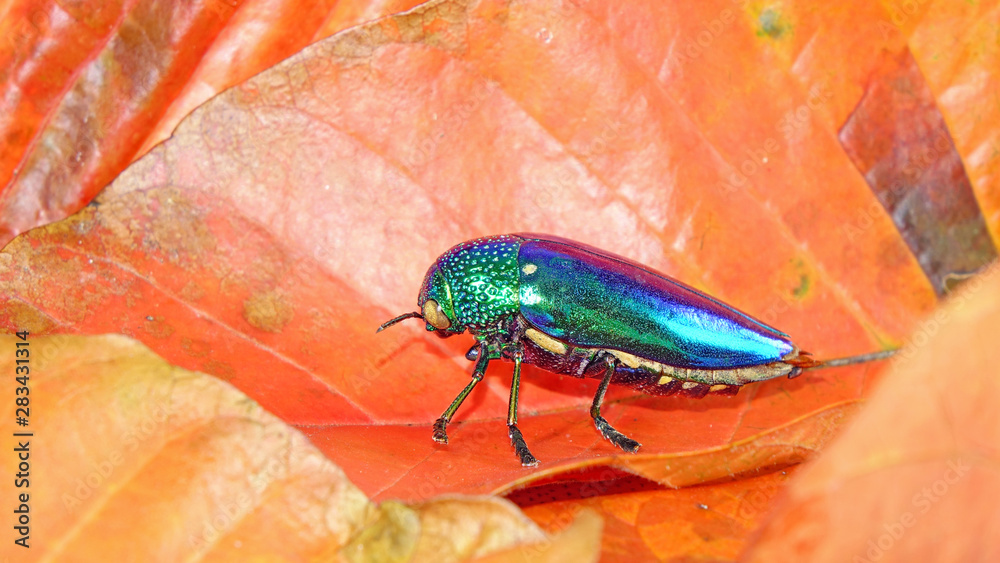 Beetle : Jewel beetles or metallic wood-boring beetles, One of the ...