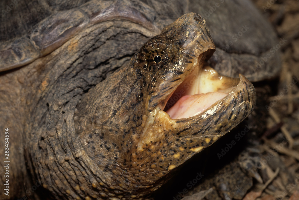 Adult snapping turtle (Chelydra serpentina) in defensive posture. A ...