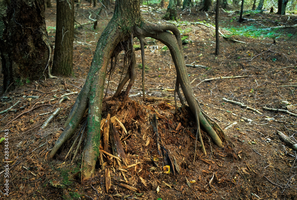tree seedling took root on top of a tree stump in Olympic National Park ...