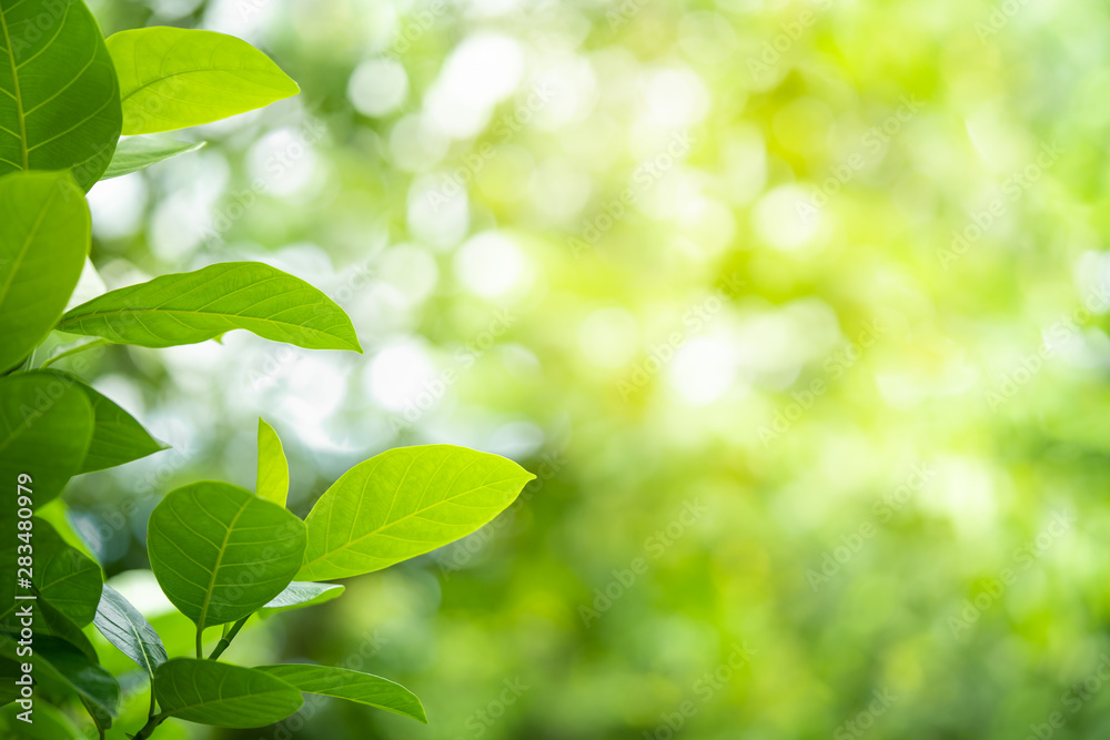 Green nature background. Stock Photo | Adobe Stock