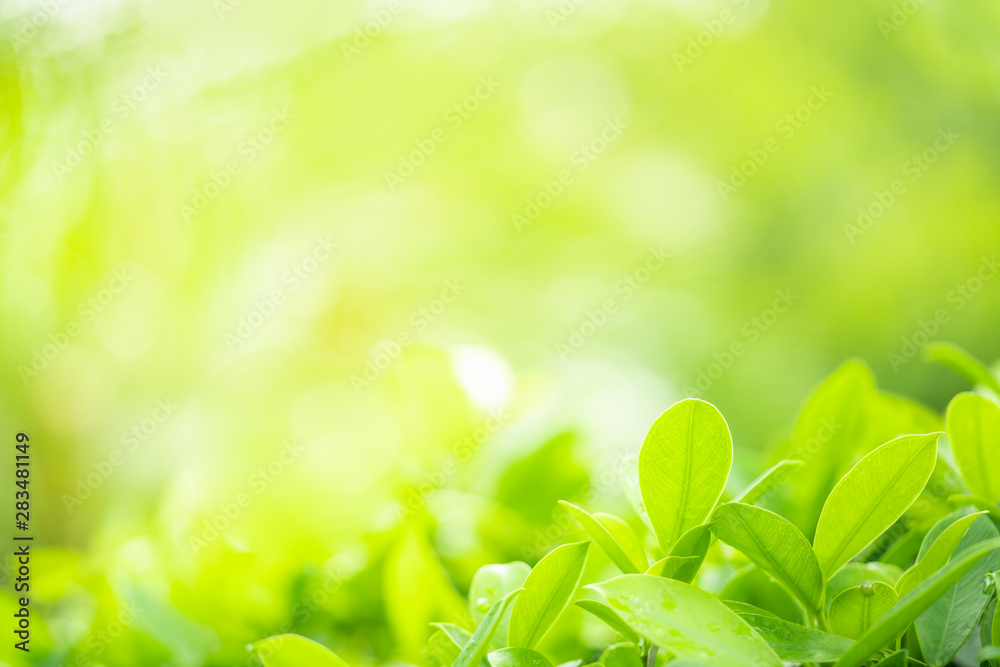 Green nature background. Stock Photo | Adobe Stock