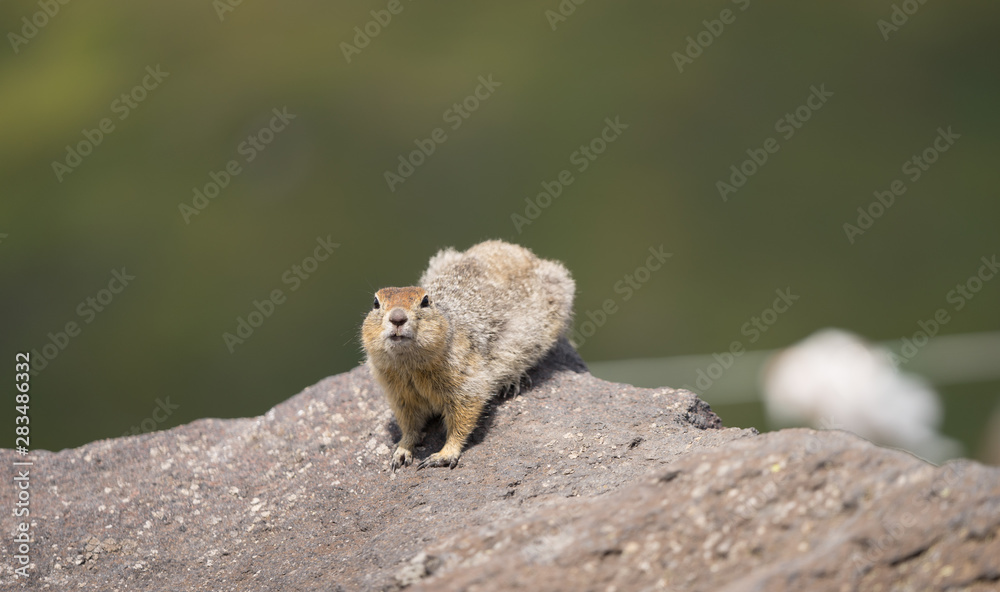 Portrait of a brave curious ground squirrel (Latin: Spermophilus. Also ...
