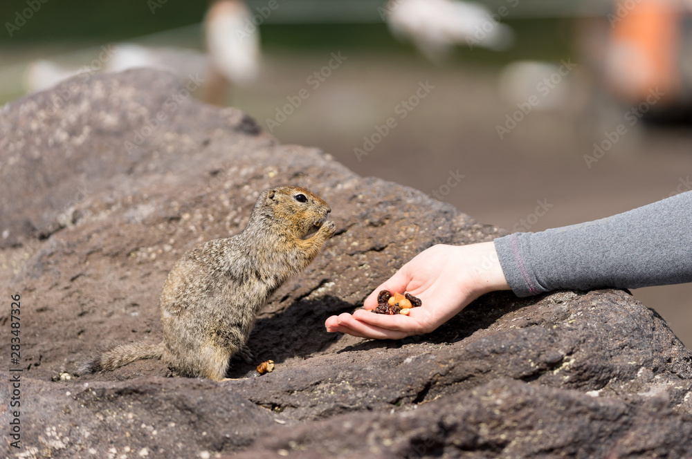 Feeding from hand of a brave curious ground squirrel (Latin ...