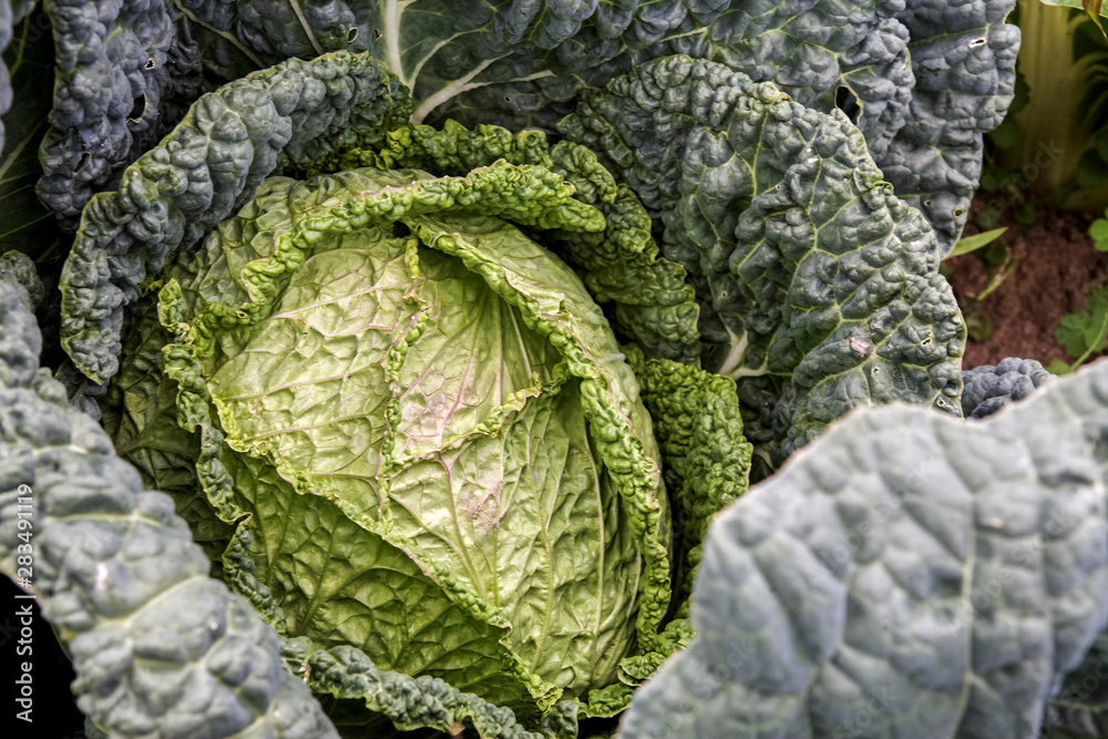 Culture de choux Stock Photo | Adobe Stock