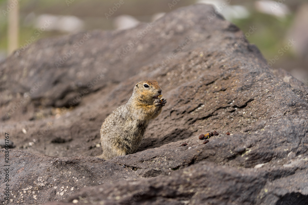 Portrait of a brave curious ground squirrel (Latin: Spermophilus. Also ...