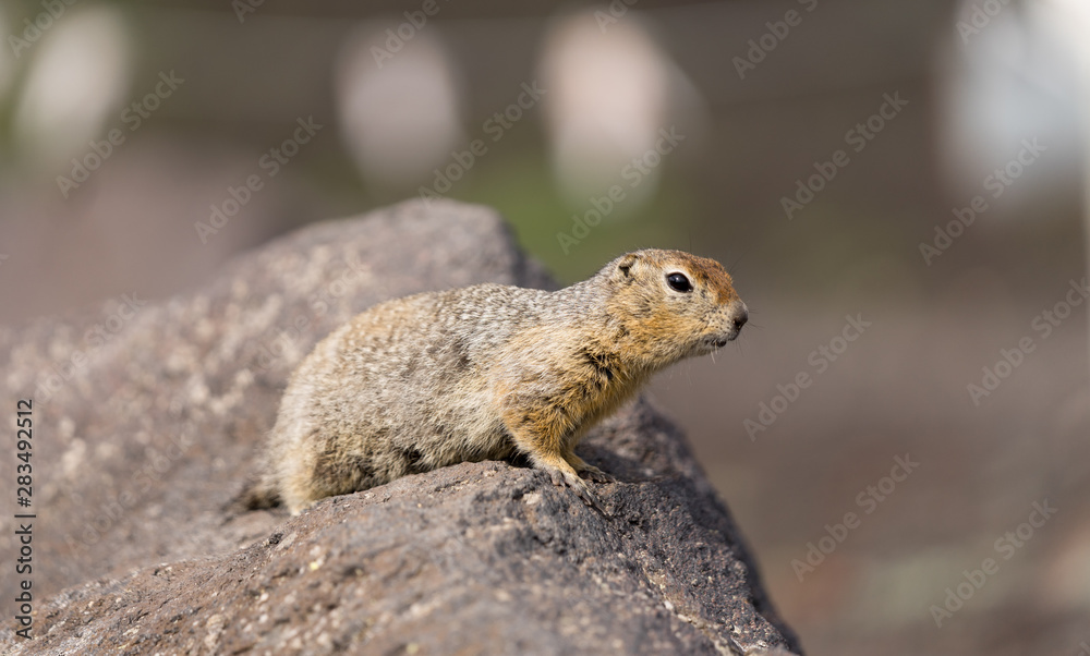 Portrait of a brave curious ground squirrel (Latin: Spermophilus. Also ...