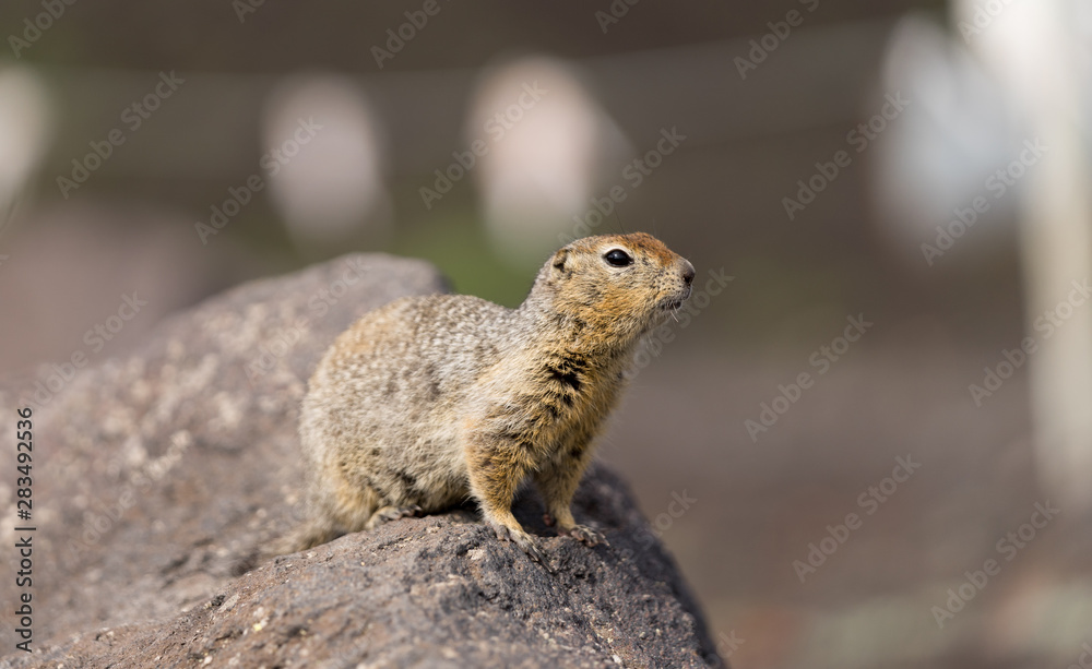 Portrait of a brave curious ground squirrel (Latin: Spermophilus. Also ...