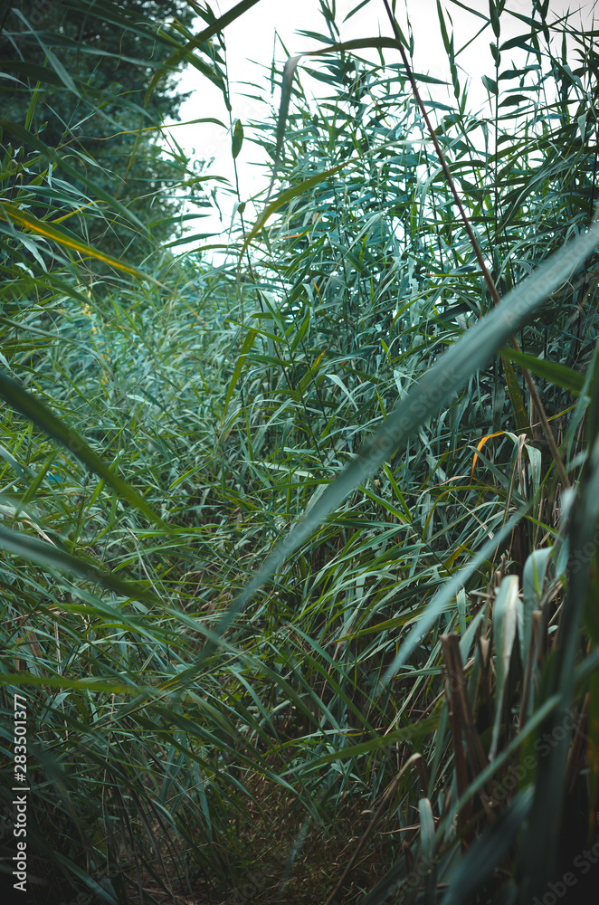 Thick tall reeds on the banks of a narrow forest river. Without anyone ...