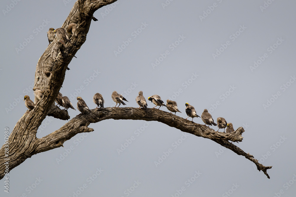 Etourneau caronculé,.Creatophora cinerea, Wattled Starling Stock Photo ...