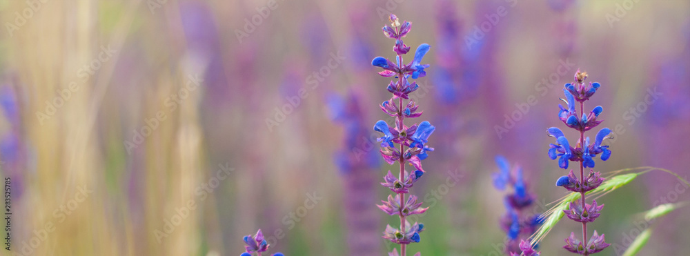 Nature background - banner - web header template - website simple ...