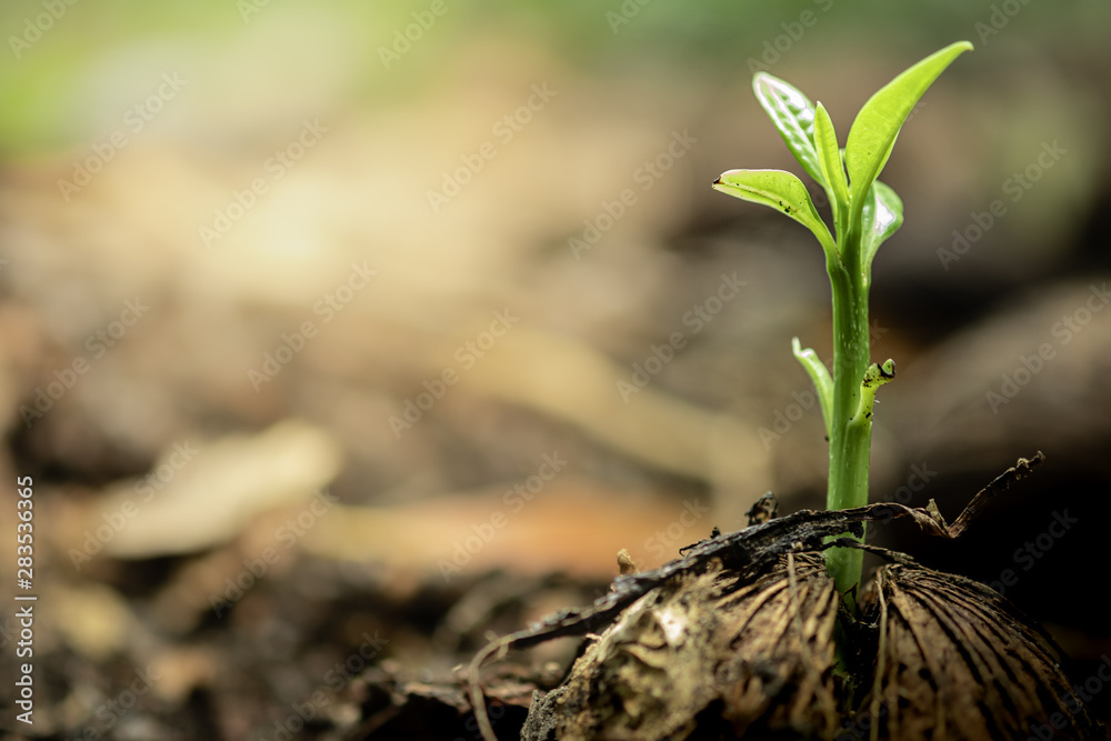 Seed Growing Background