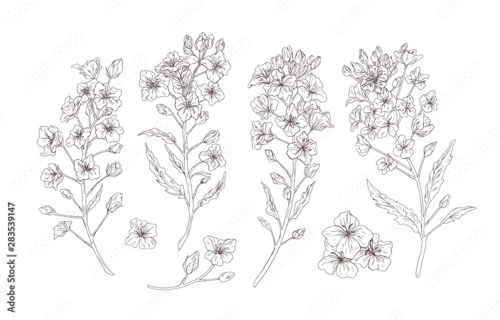 Set of detailed botanical drawings of blooming rapeseed, canola or ...