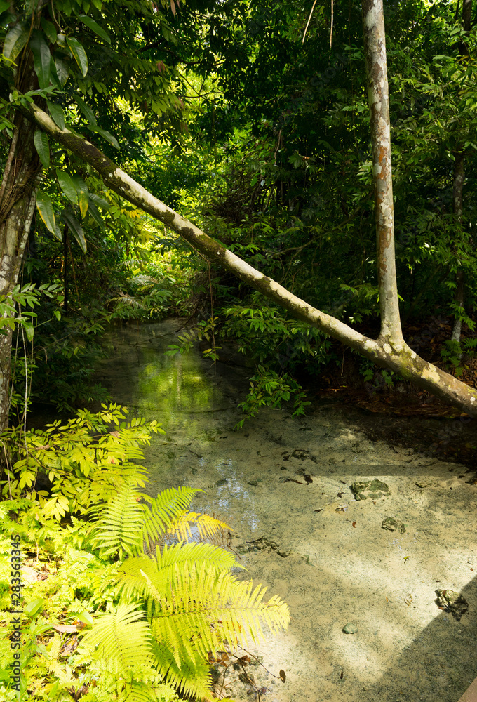 Emerald Pool (Sra Morakot) in Krabi province, Thailand. Beautiful ...