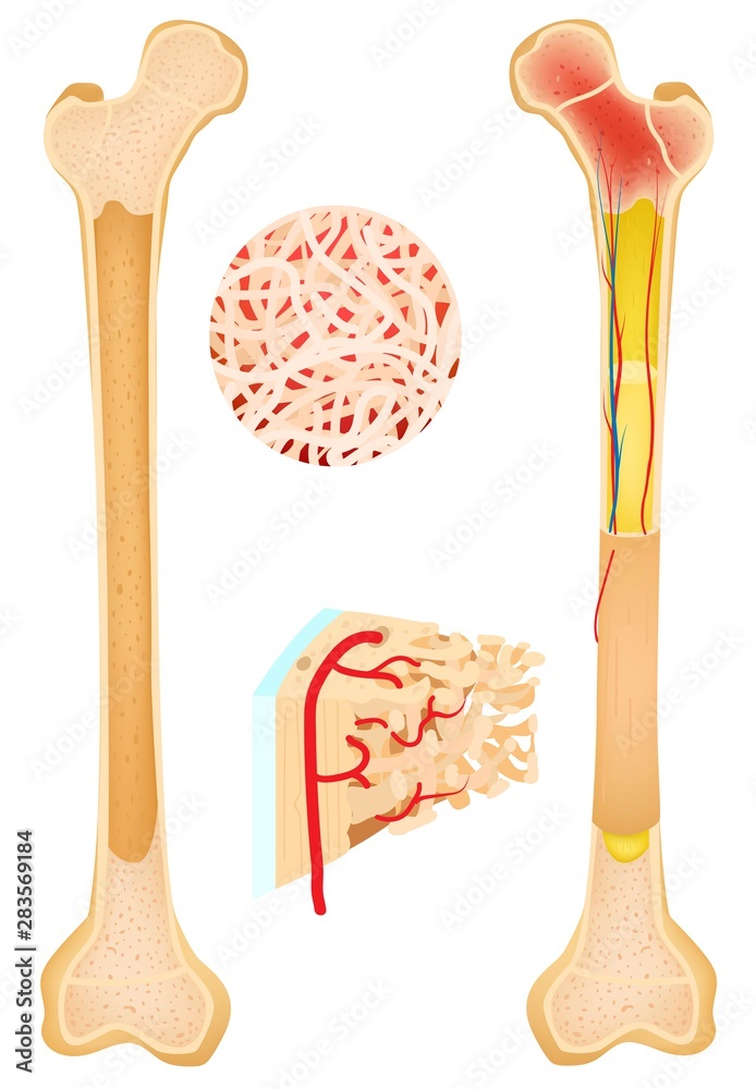 Poster Anatomy of a long bone human – Wall Art | UkPosters