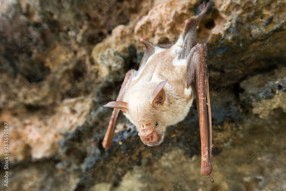vampire bat are sleeping in the cave hanging on the ceiling period ...