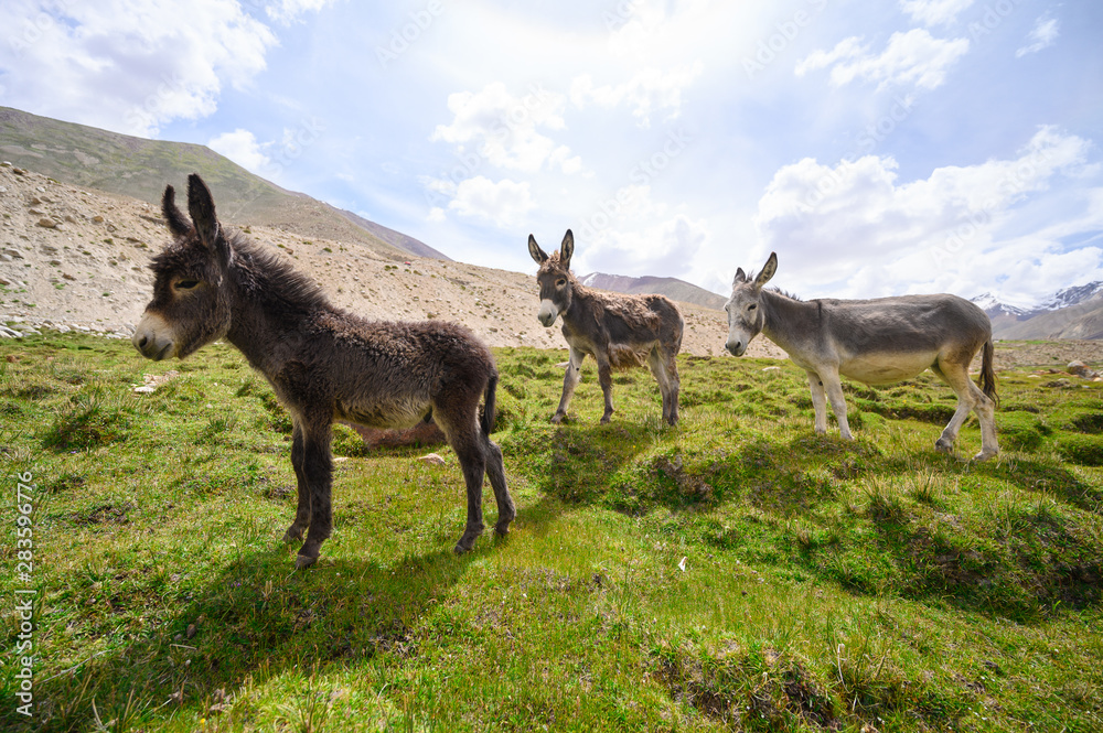 Wildlife donkeys on mountain in Jammu and Kashmir, India Stock Photo ...