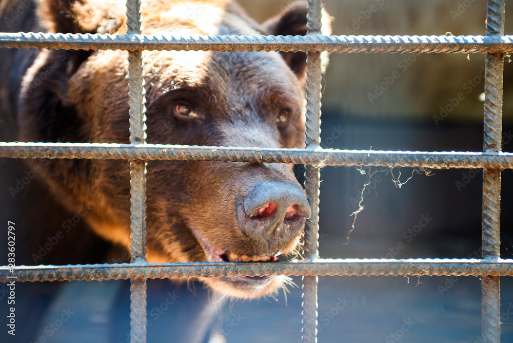 Sad bear in animal cage. Wild bear stuck nose through animal cage bars ...