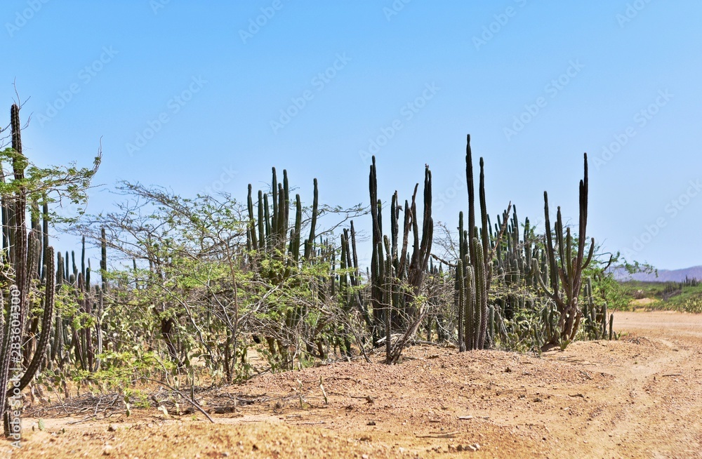 The Cactus stores a reservoir of water that allows it to survive ...