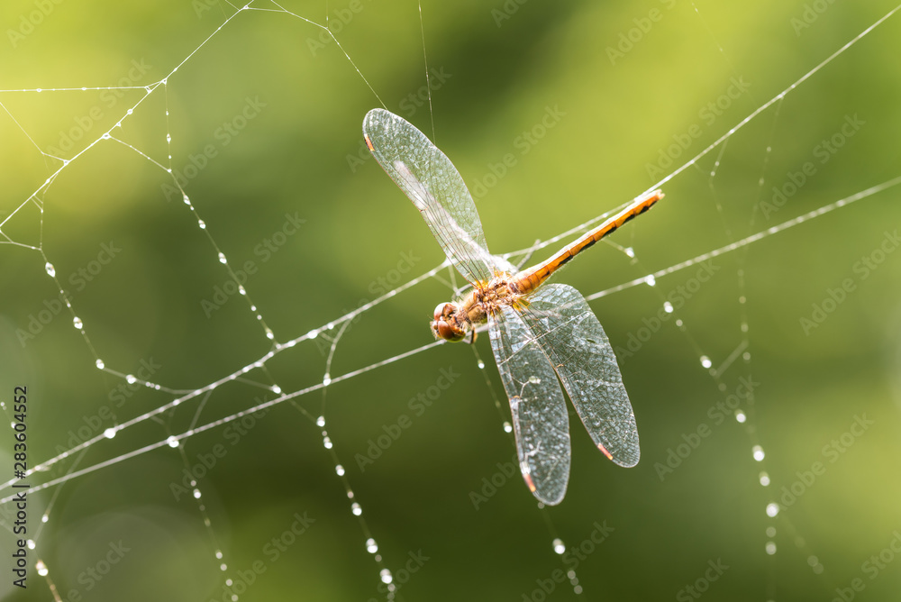 Dragonfly Caught in a Spiderweb Stock Photo | Adobe Stock