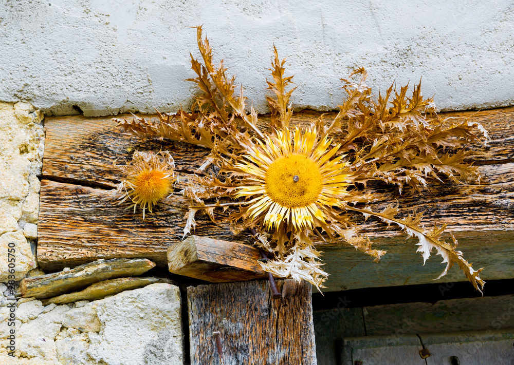 Famous plant and Basque symbol to place in the entrances of the houses ...