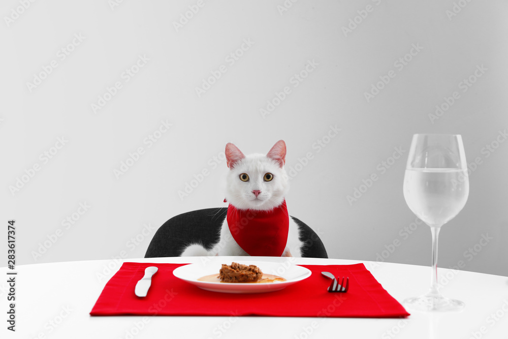 Cute cat sitting at served dining table against white background Stock ...
