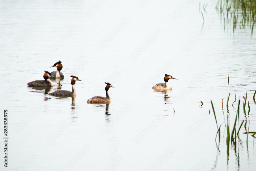 Crested Grebe, Podiceps cristatus, Podicipediformes, Podicipedidae ...