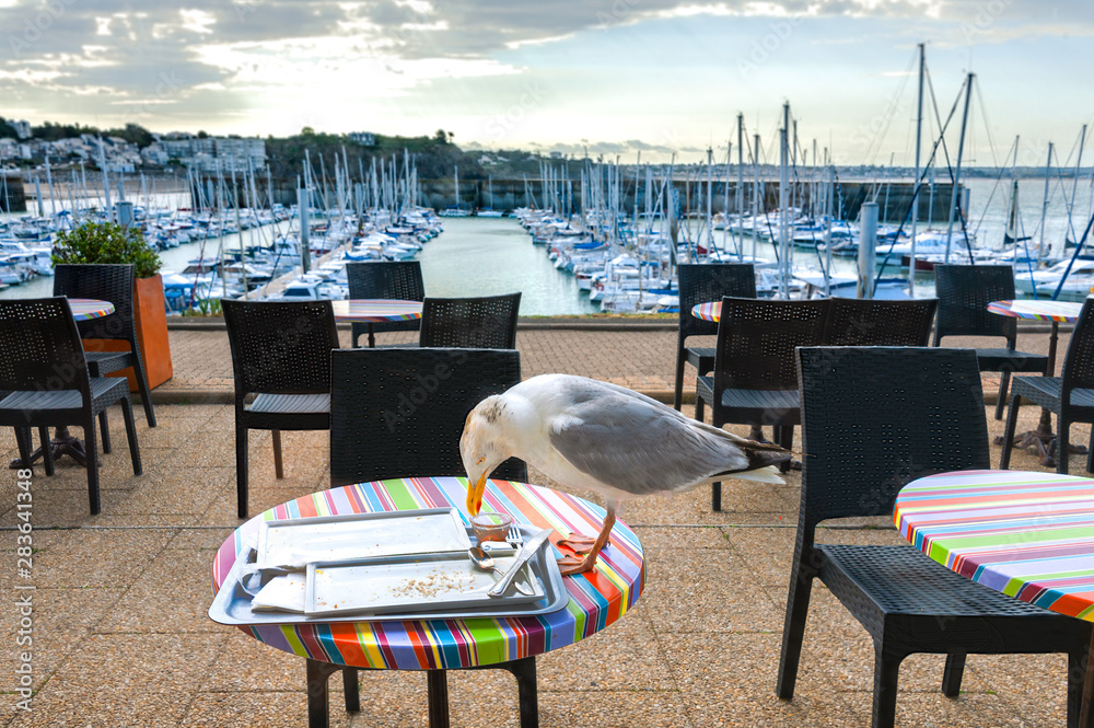 A Seagull landed on a restaurant dining table to eat crumbles left on a ...