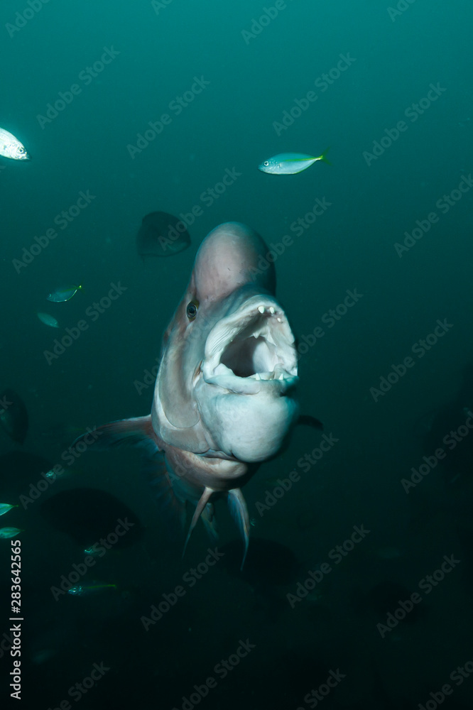 Sheepshead Underwater