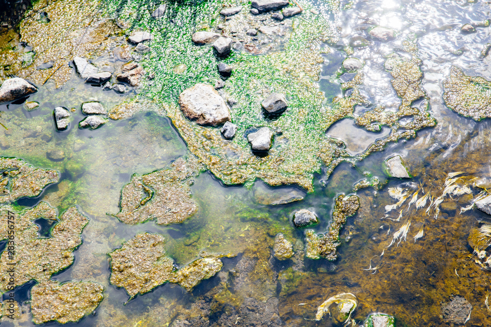 ,algae ,alive ,aquarium ,aquatic ,backdrop ,background ,beautiful ...