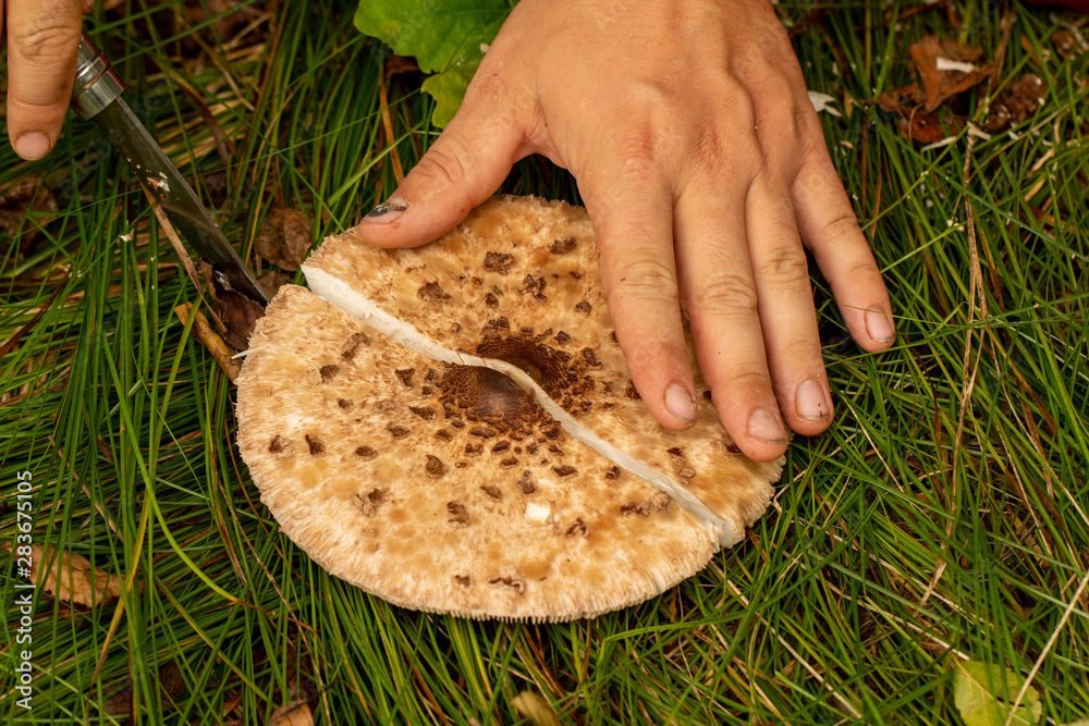 Foto de (Macrolepiota procera, Lepiota procera) High fungus. Very tasty ...