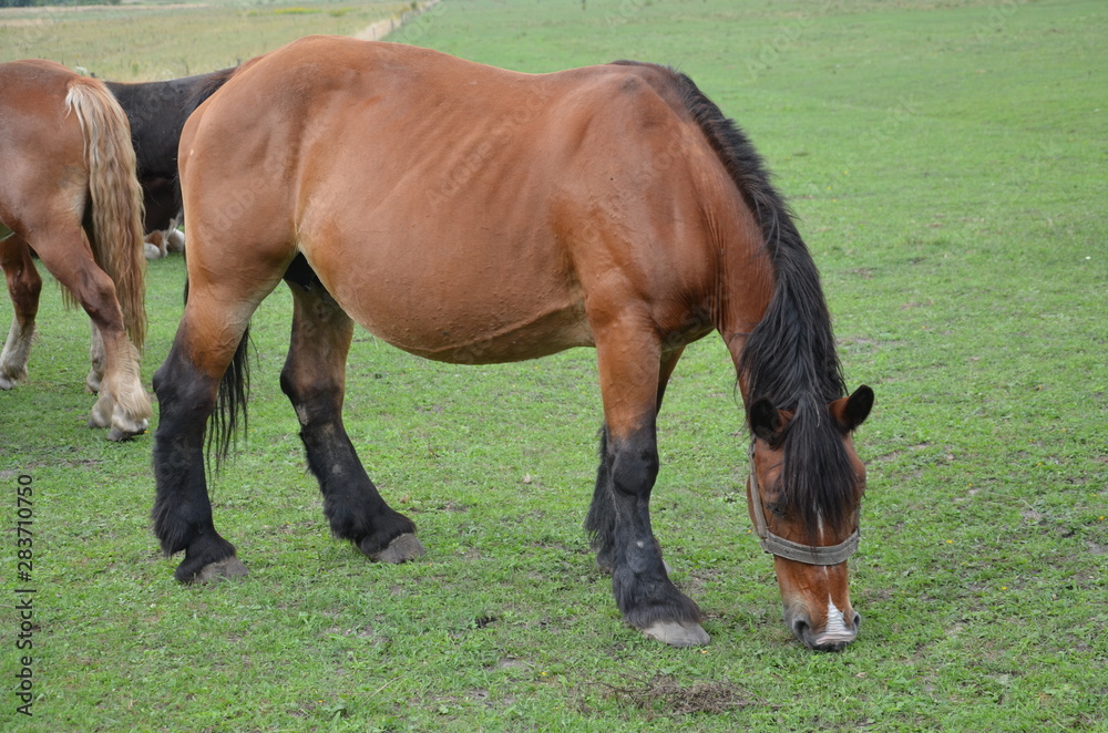 koń, zwierzak, źrebak, braun, farma, cheval, klacz, gras, pastwisko ...