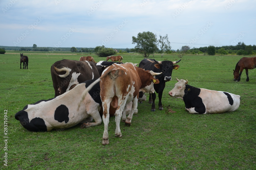 krowa, zwierzak, farma, bydło, gras, pola, rolnictwa, hayfield, krowa ...