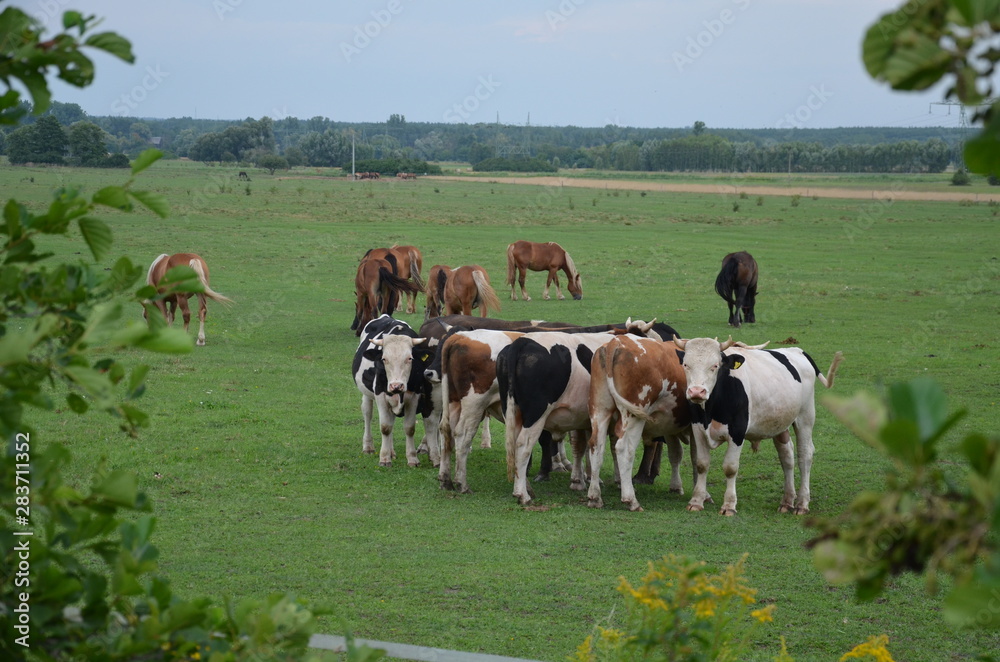 krowa, farma, zwierzak, bydło, gras, pola, rolnictwa, biała, hayfield ...